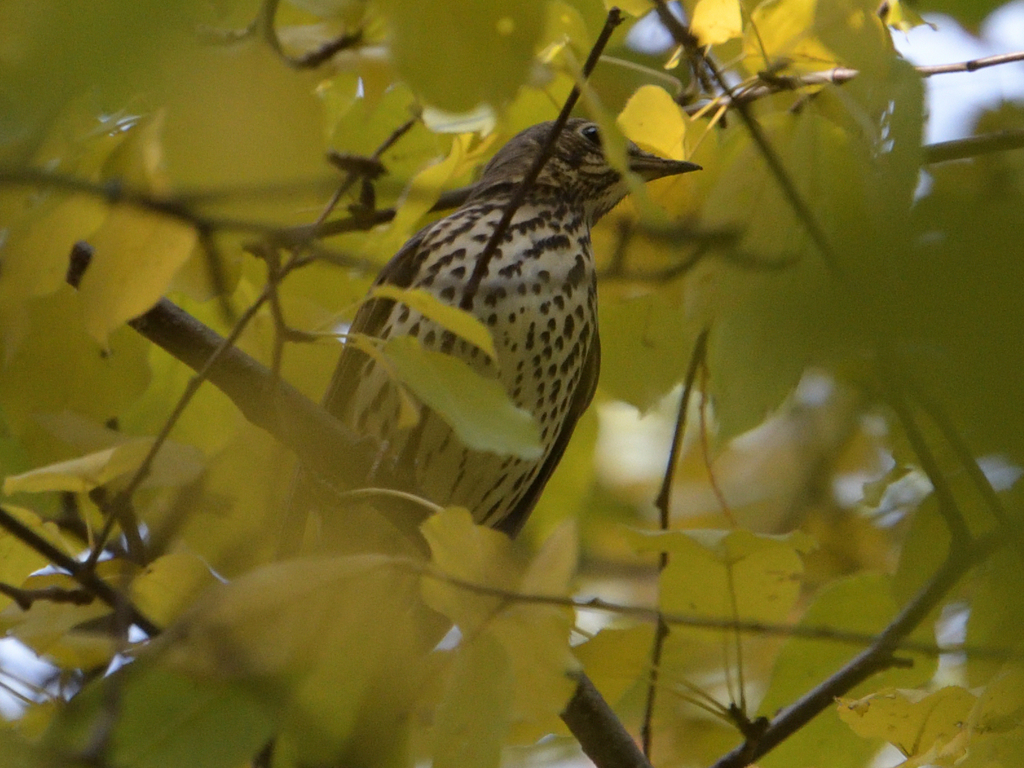 Song Thrush from Орджоникидзевский р-н, Екатеринбург, Свердловская обл ...