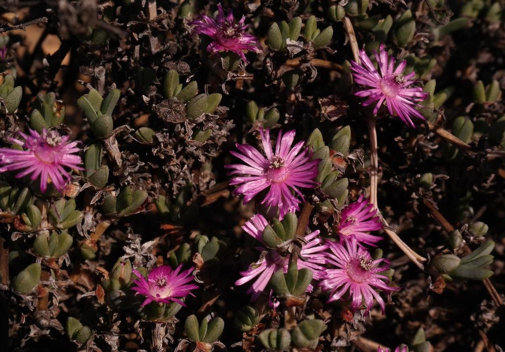 (Antimima dasyphylla) - Botanical Realm