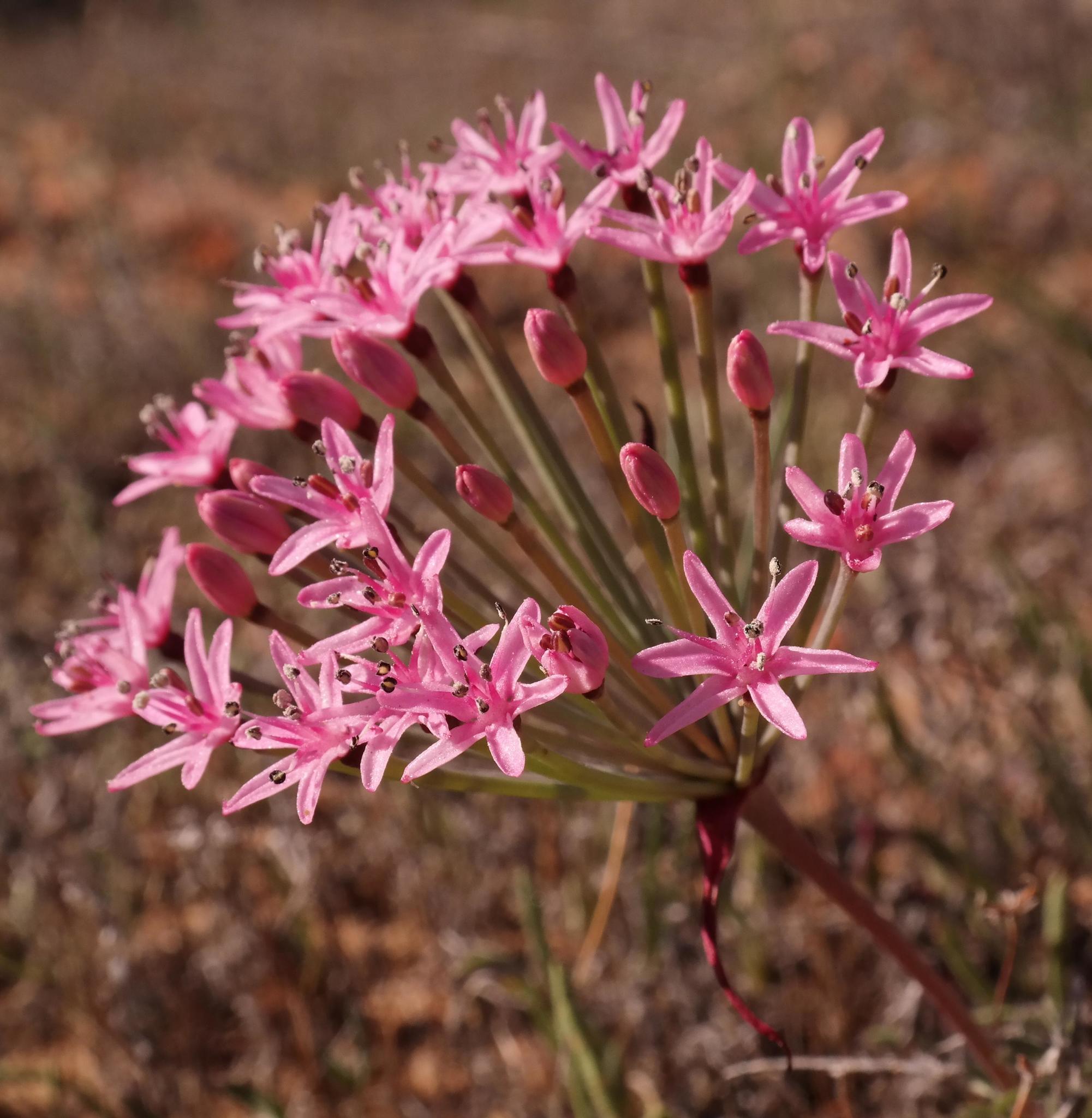Hessea breviflora Herb.
