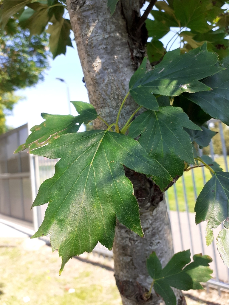 Wild Service-tree from Harrow HA1, UK on September 22, 2021 at 12:28 PM ...