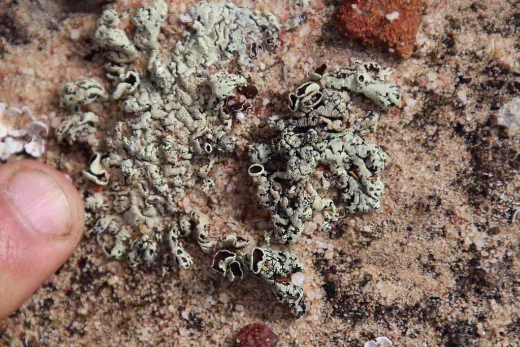 Leeward Namib Lichen (Fungi of southern Africa) · iNaturalist
