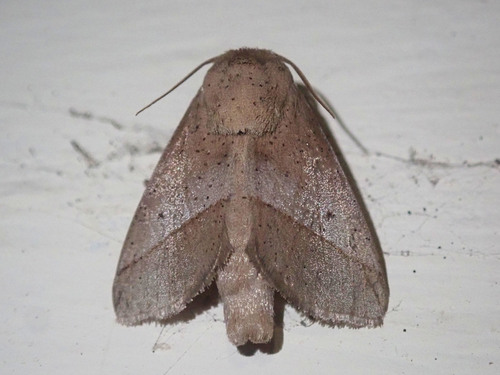 Thosea mediostrigata · iNaturalist United Kingdom