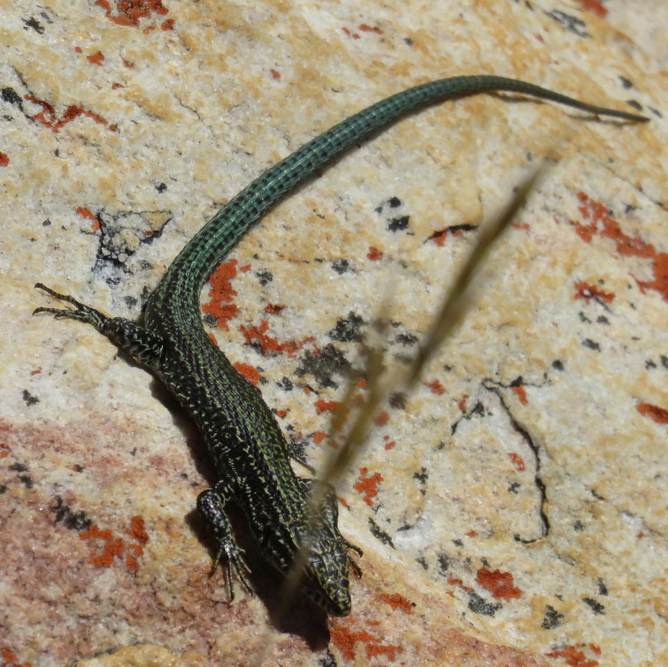 Cape Mountain Lizard from Waboomsberg on November 18, 2016 by Nicola ...