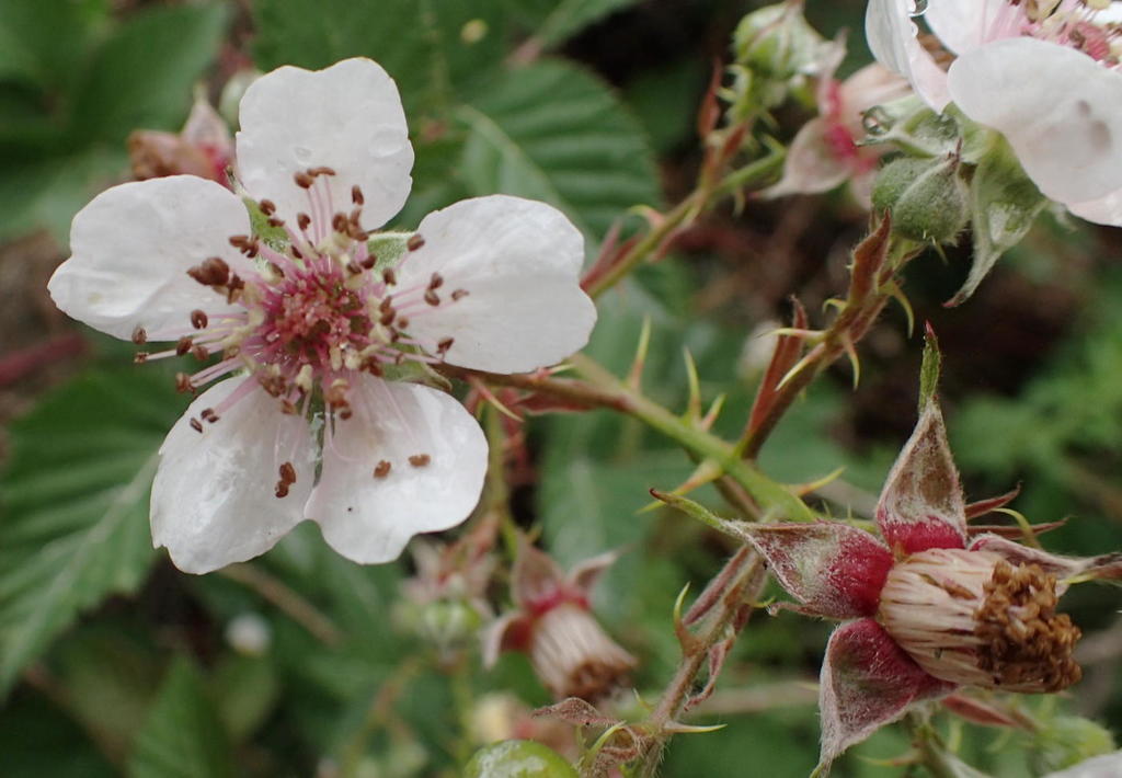Rubus bergii × pinnatus (Eastford Ridge - Alien/Indigenous Invasive ...