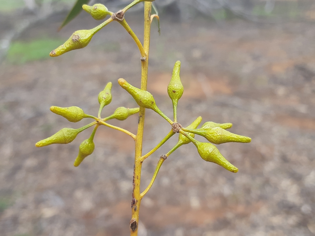 Red Morrell from Badgebup WA 6317, Australia on August 31, 2021 at 11: ...