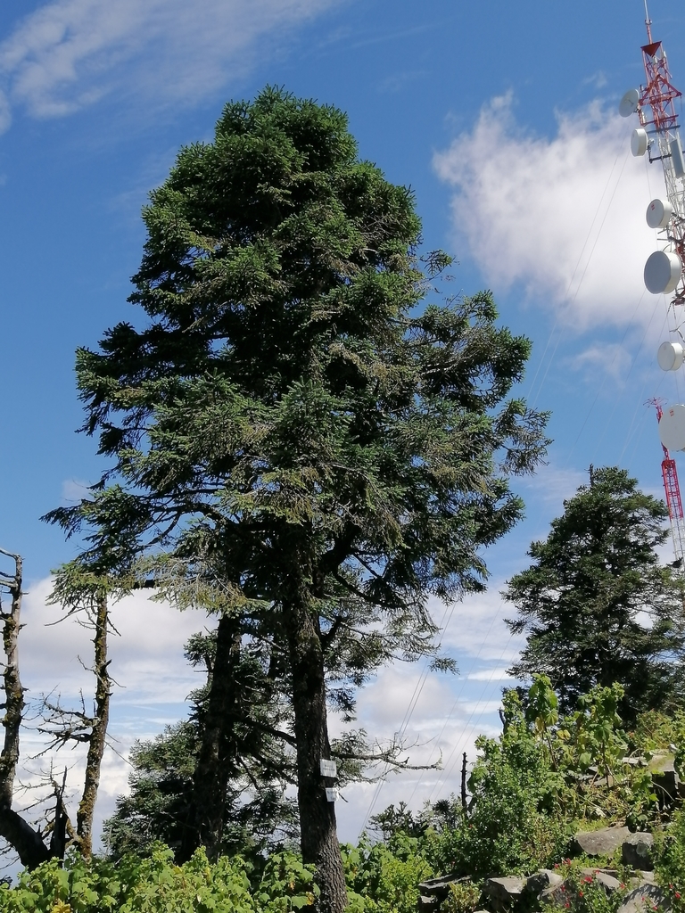sacred fir from 76272 Qro., México on September 18, 2021 at 03:05 PM by ...