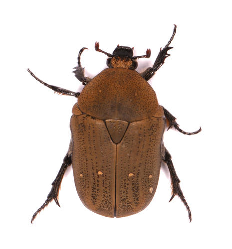 Genus Tephraea · iNaturalist