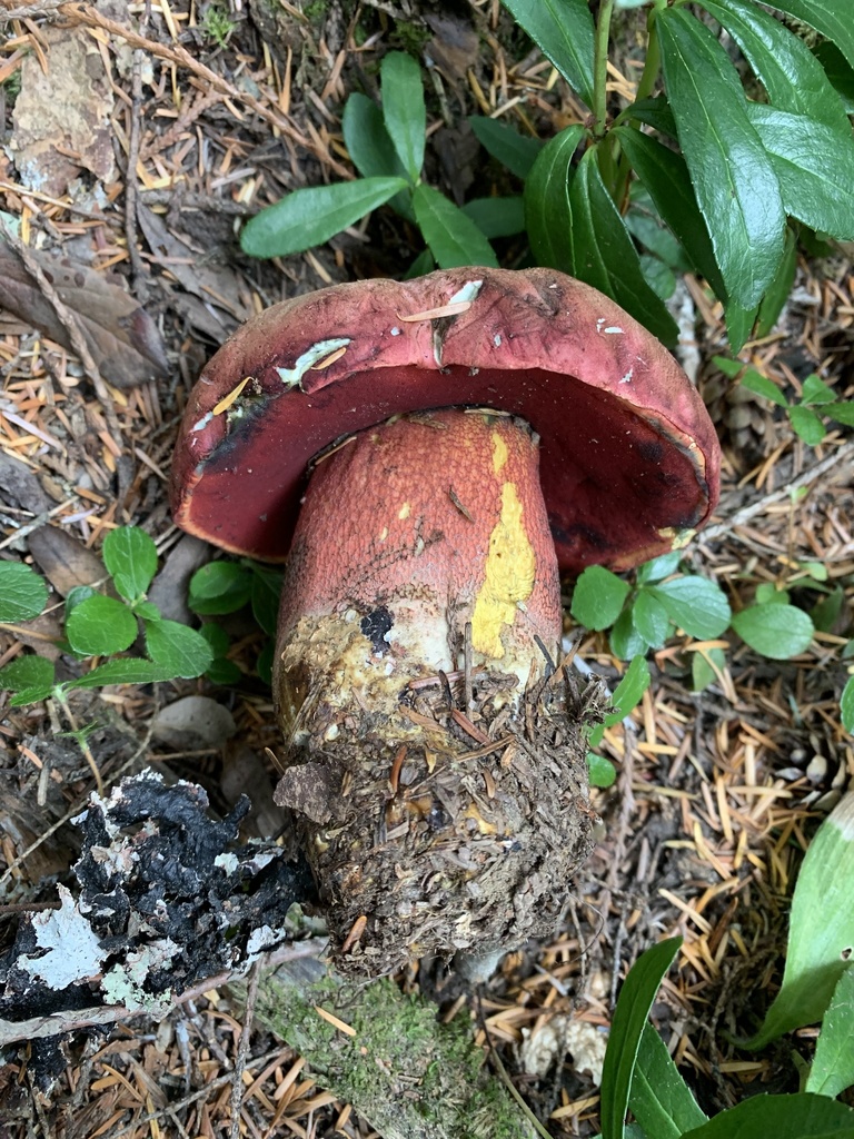 Red-pored Bolete in September 2021 by Drew Parker · iNaturalist