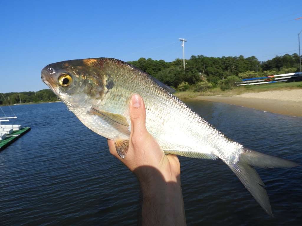 American Gizzard Shad (Fish of the great lakes watershed) · iNaturalist