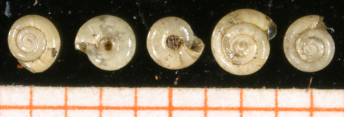 Spirálovníčkovití (Helicodiscidae)