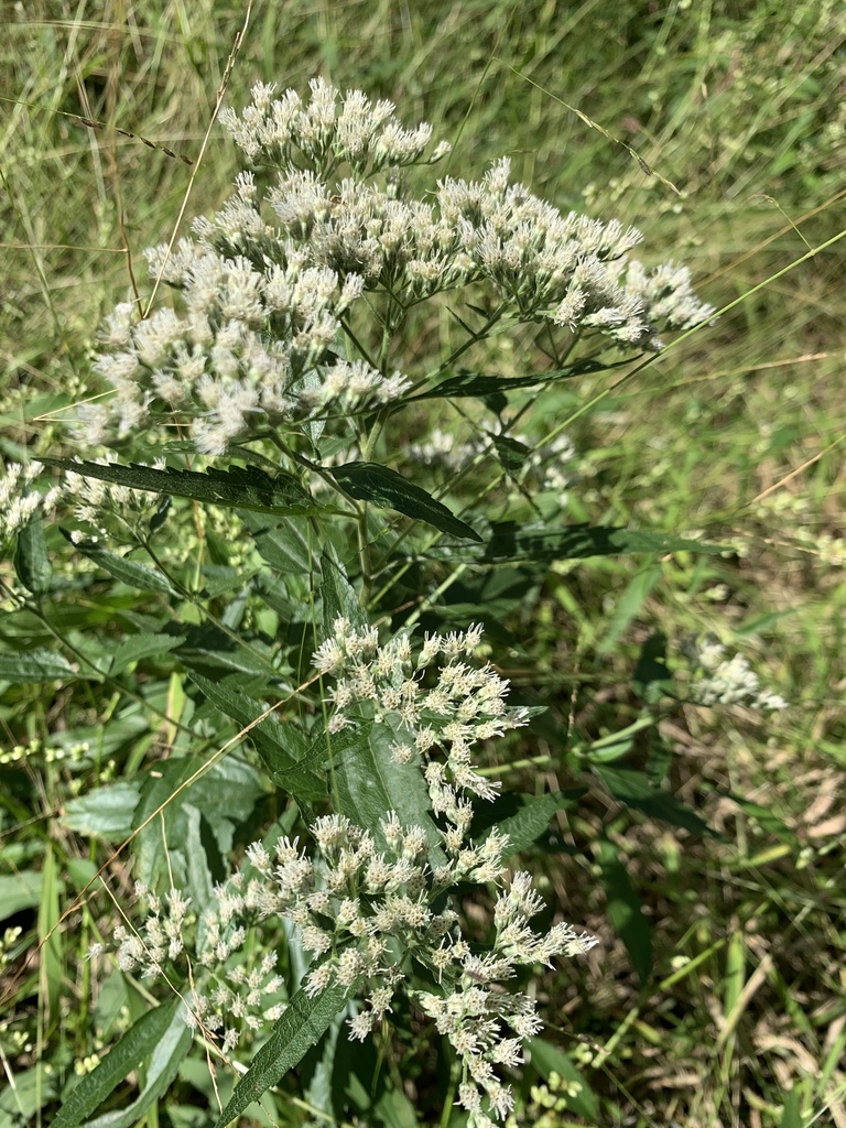 late boneset from Che-Che-Pin-Qua Woods (Cook County Forest Preserve ...