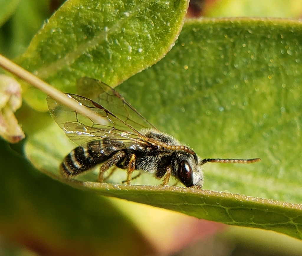 Ligated Furrow Bee in September 2021 by aprilsee · iNaturalist