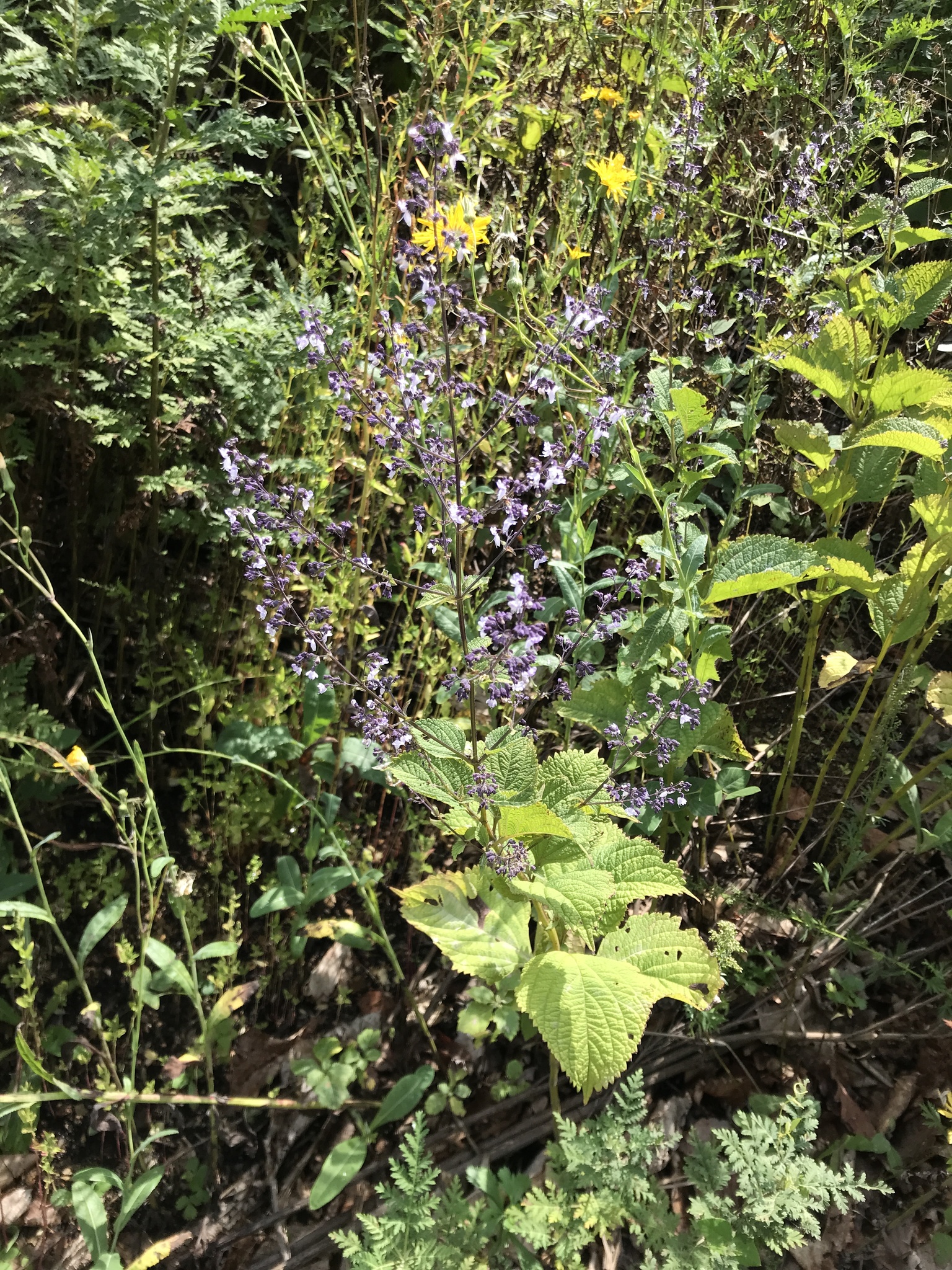 Isodon japonicus (Burm.f.) H.Hara