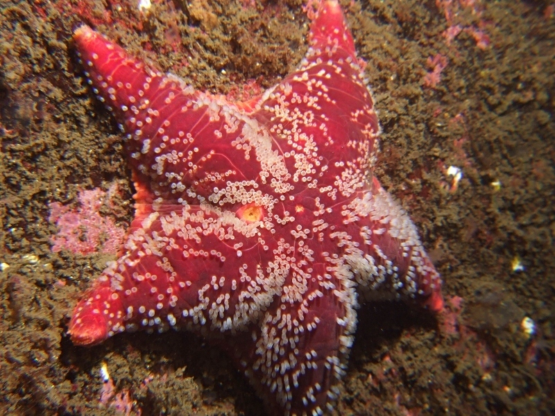 Red Cushion Star (North Atlantic Echinoderms) · iNaturalist