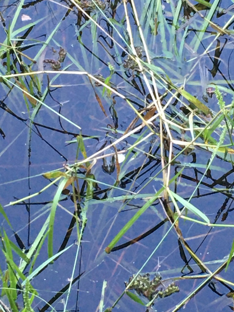 Southern Leopard Frog from Halyburton Park, Wilmington, NC, US on ...