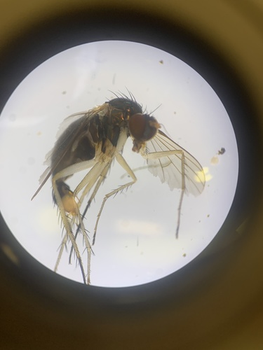 Dolichopus orichalceus · iNaturalist