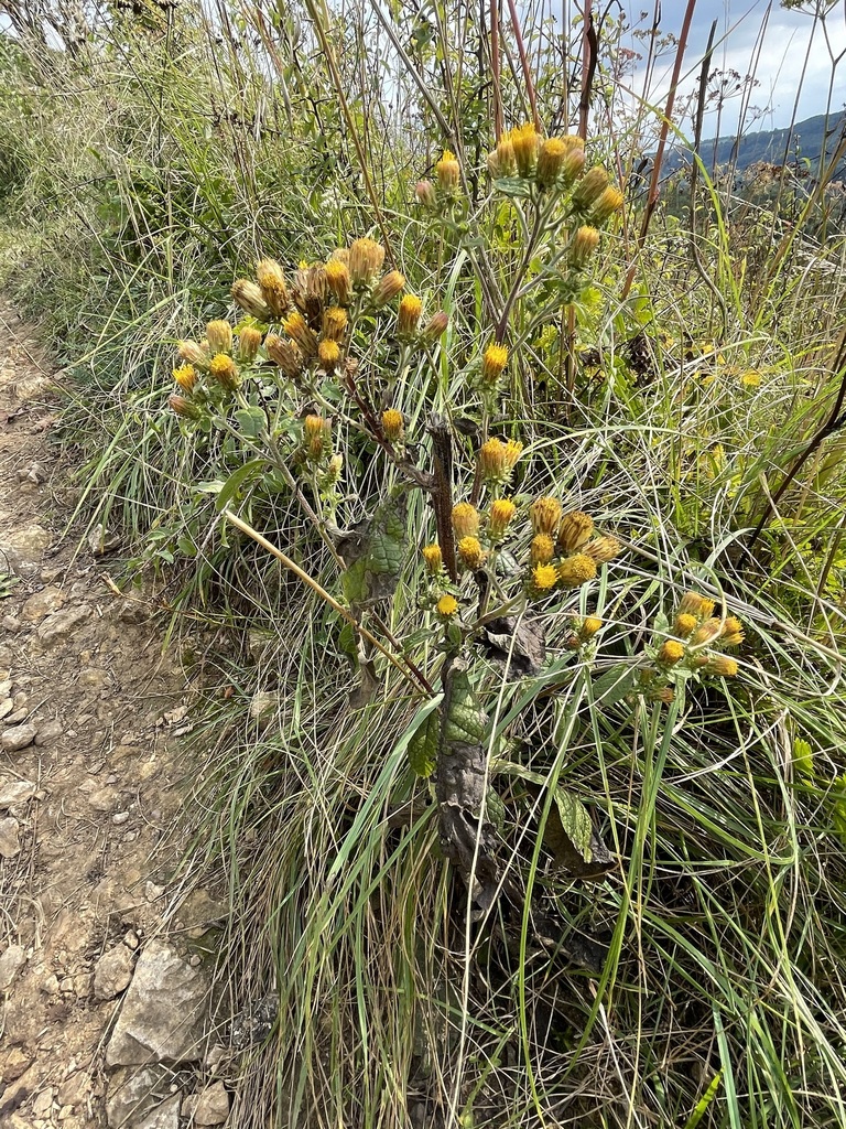 Ploughman's-spikenard from 66706 Perl, Germany on September 19, 2021 at ...