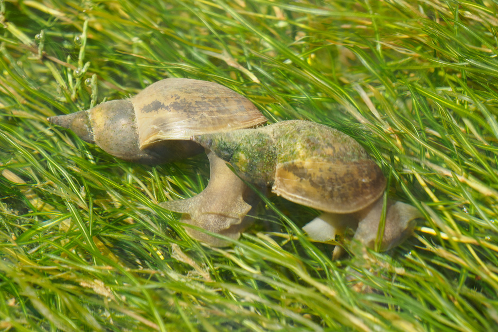 Great Pond Snail (Gastropods of the United States Pt.8) · iNaturalist