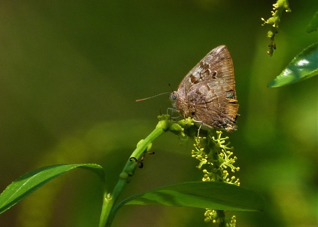 Rekoa palegon (Borboletas de Rio Claro, SP/Butterflies of Rio Claro, SP ...