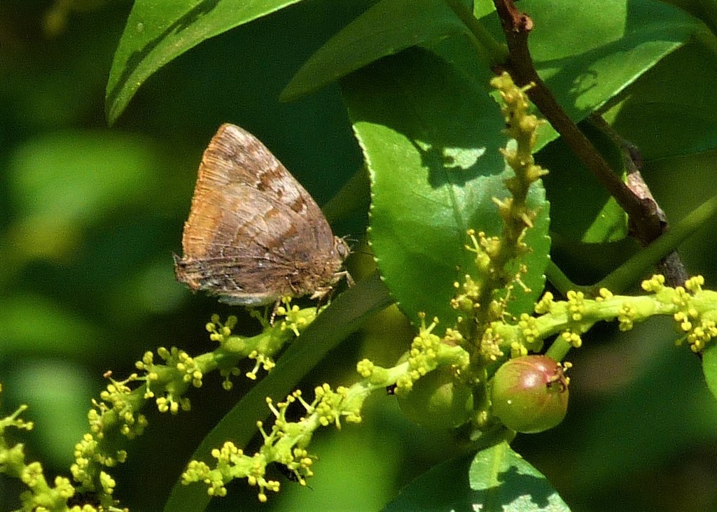 Rekoa palegon (Borboletas de Rio Claro, SP/Butterflies of Rio Claro, SP ...