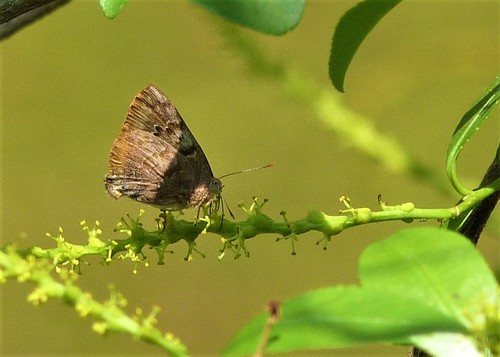 Rekoa palegon (Borboletas de Rio Claro, SP/Butterflies of Rio Claro, SP ...