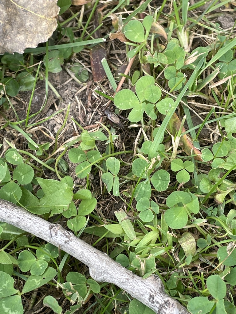 Field Crickets in September 2021 by kennedyf · iNaturalist