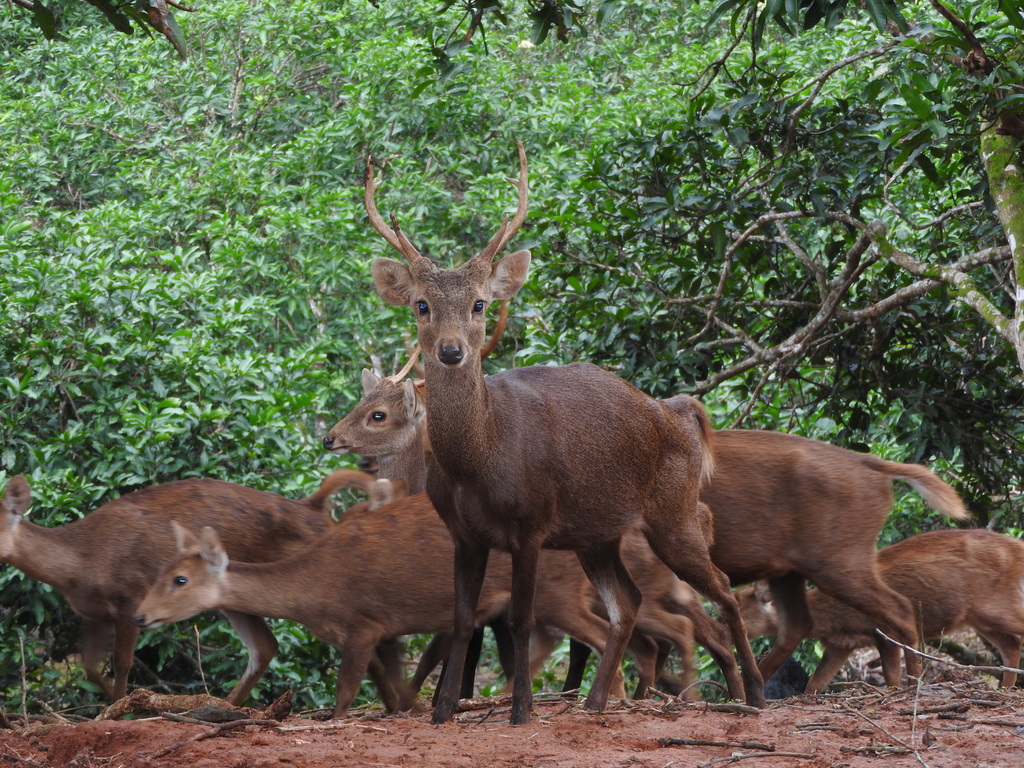 Bawean Hog Deer (Axis kuhlii) - Know Your Mammals