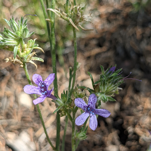 Subespecies Ipomopsis multiflora multiflora · iNaturalist Mexico