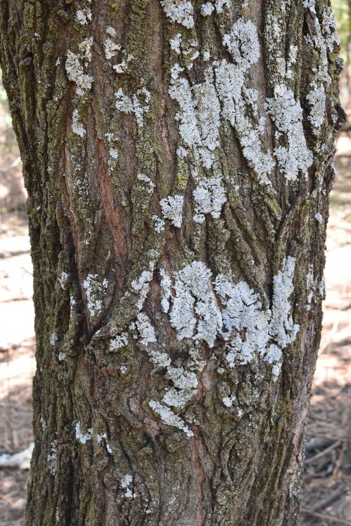 Robust Thorn (Vachellia robusta robusta) - Botanical Realm