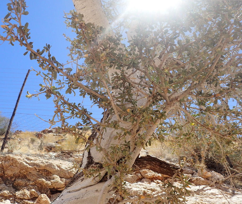 Shepherds tree from Daberas on October 1, 2016 by Nicola van Berkel ...