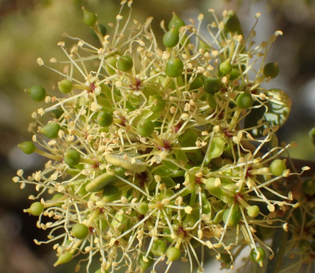 Shepherds tree from Daberas on October 1, 2016 by Nicola van Berkel ...
