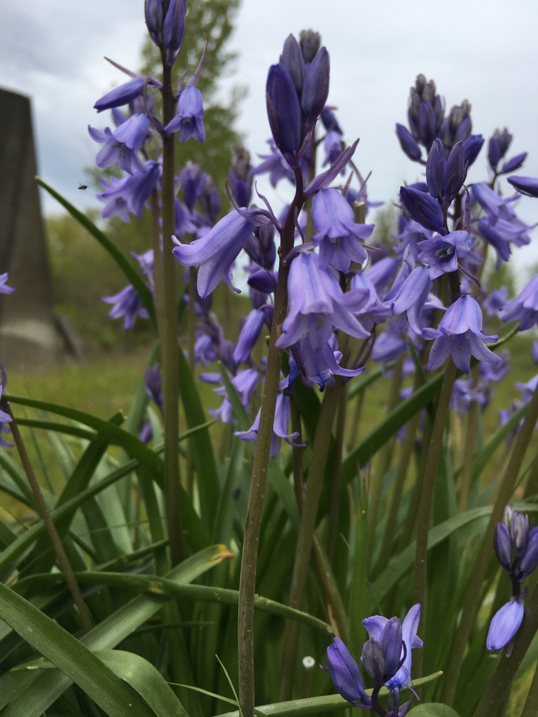 Bluebells from 13035 N Rivergate Blvd, Portland, OR, US on April 20 ...
