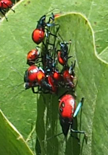 Florida Predatory Stink Bug from Fairfax, Virginia, United States on ...