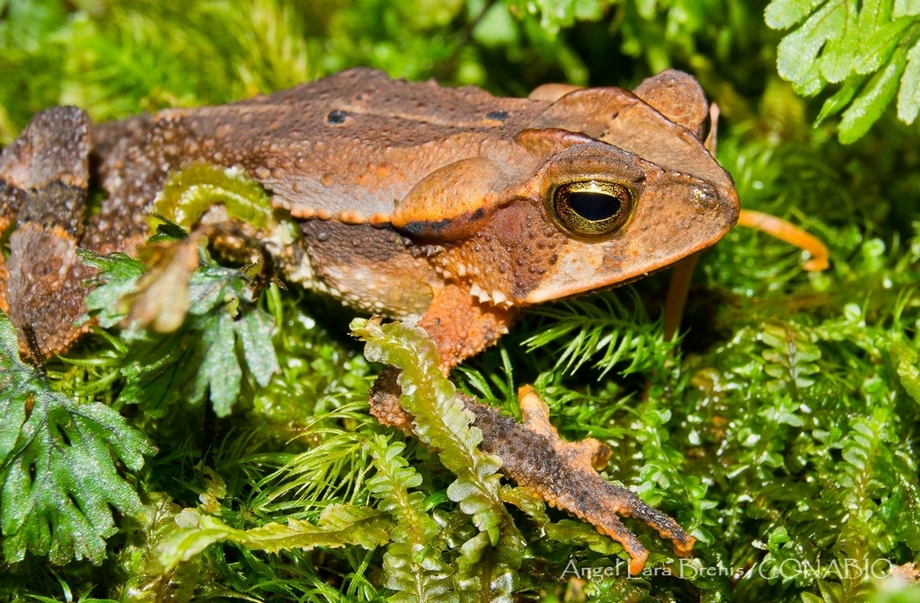spiculate toad (Amphibians of Southern Mexico ) · iNaturalist
