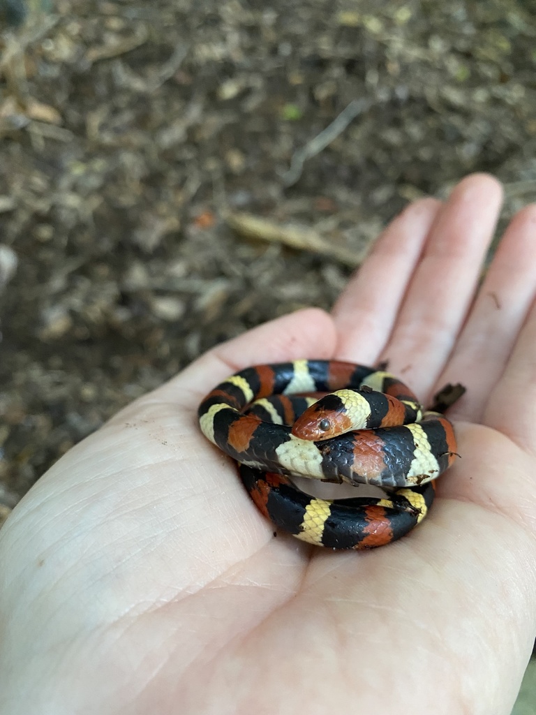 Scarlet Kingsnake from Myakka Rd, Sarasota, FL, US on September 24 ...