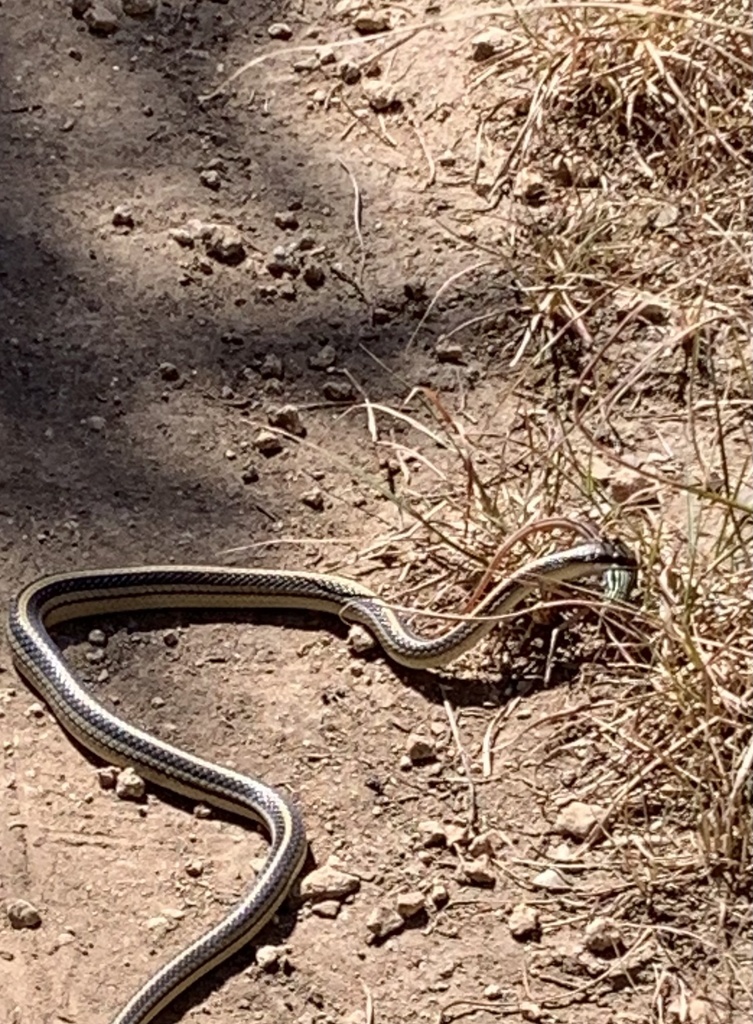 Texas Patch-nosed Snake from W FM 150, Dripping Springs, TX, US on ...