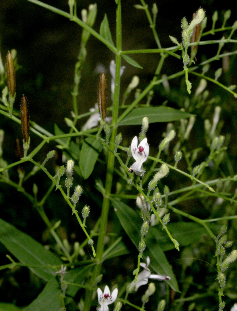 Green Chiretta (Andrographis paniculata) - Botanical Realm