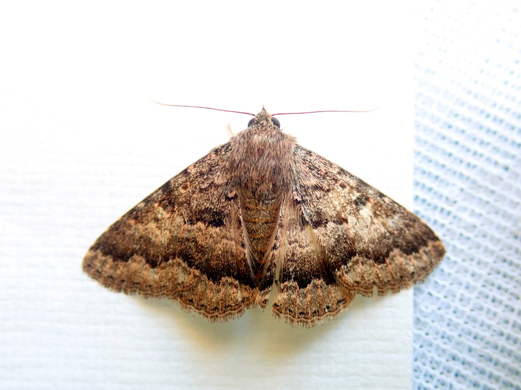 Lawson's Night Moth from Sydney NSW, Australia on September 24, 2021 at ...