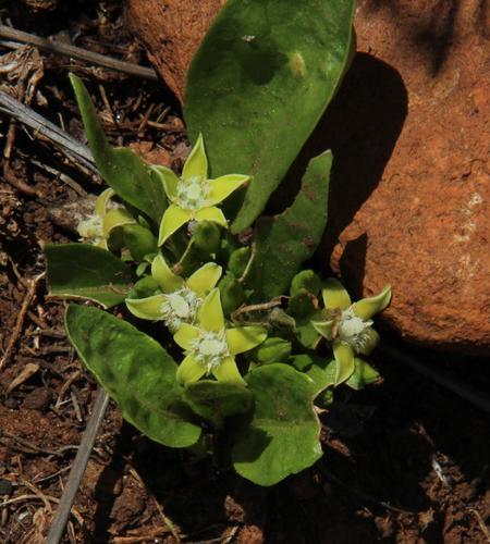 Pygmy Medlar (Variety Pygmaeothamnus chamaedendrum chamaedendrum ...