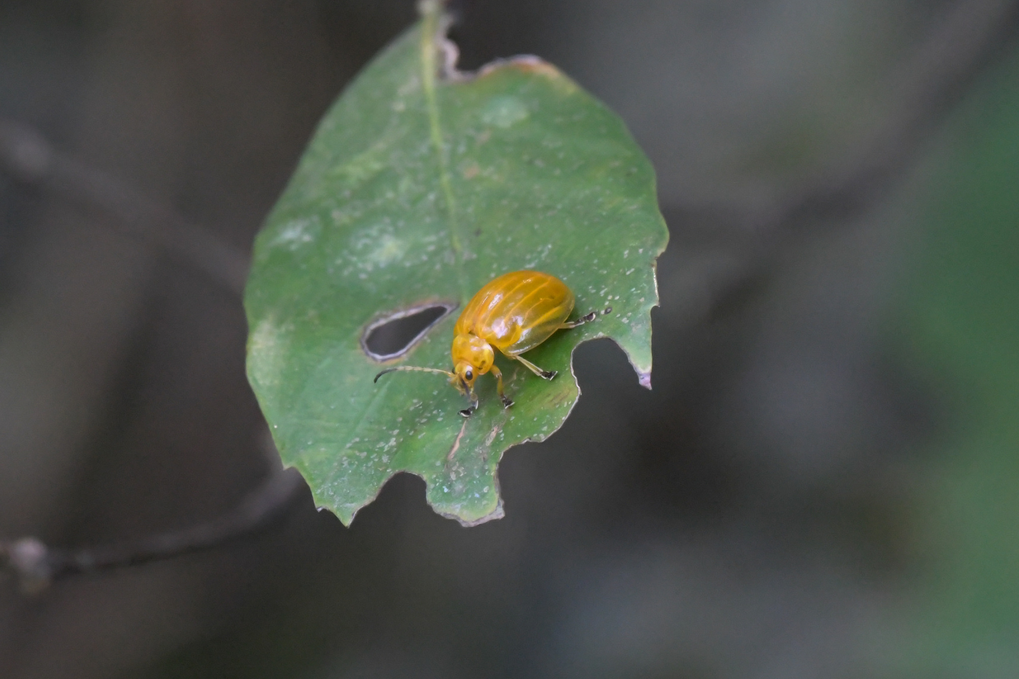 Oides tarsata (Baly) Baly