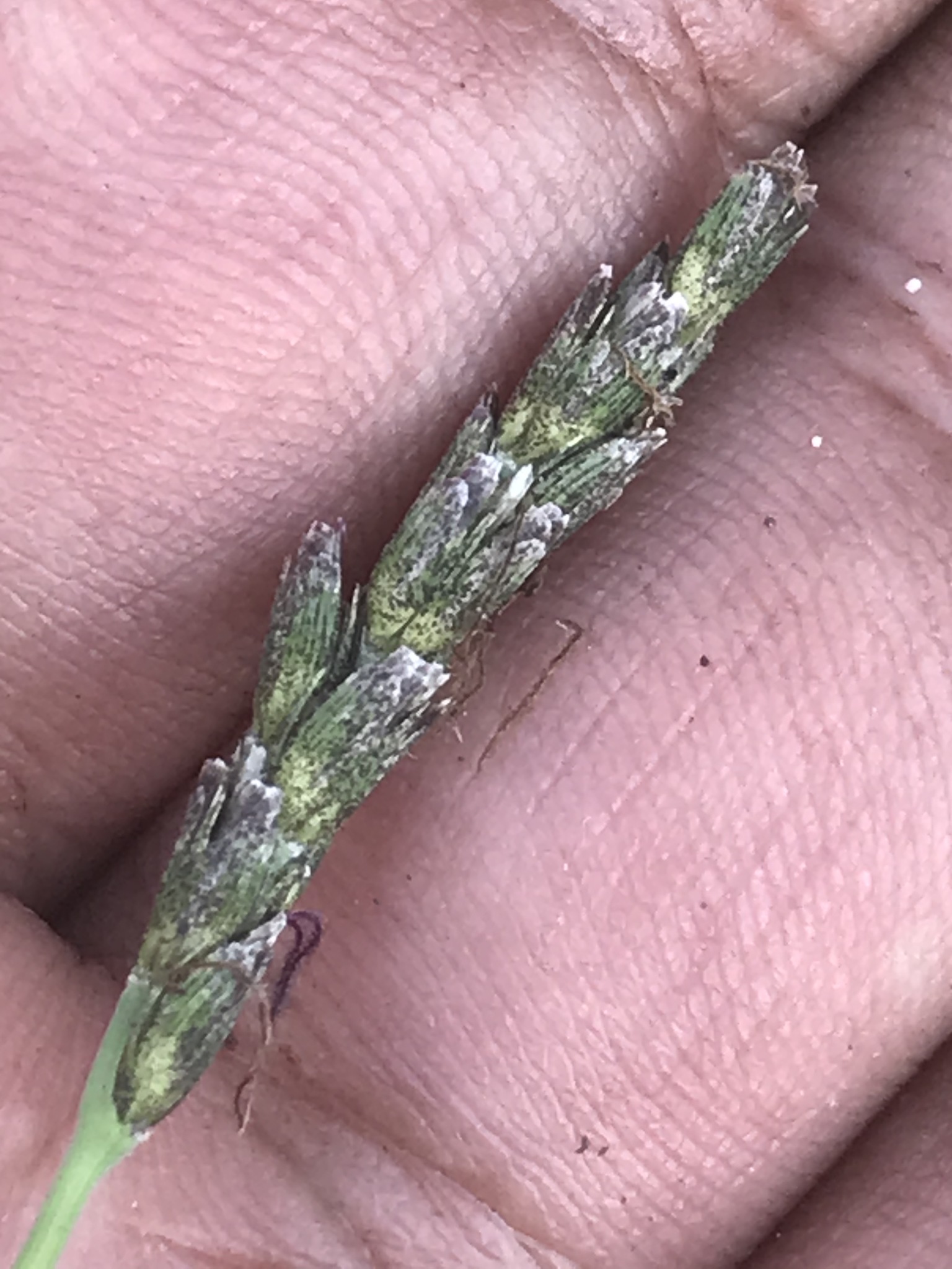 Hilaria cenchroides Kunth