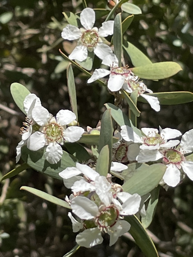 Australian Tea Tree from Conifer Court, Frankston South, VIC, AU on ...