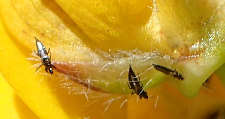 Tube-tailed Thrips from Waboomsberg on November 18, 2016 by Nicola van ...