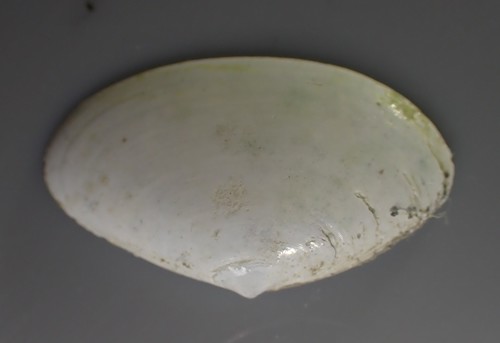 Scalpomactra scalpellum · iNaturalist