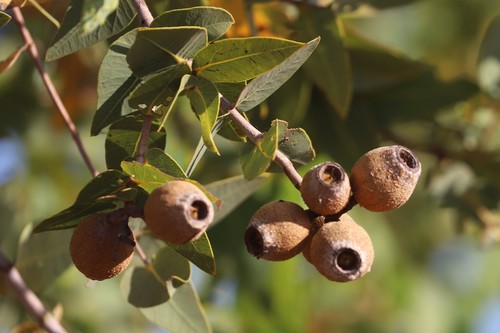 Corymbia pachycarpa · iNaturalist