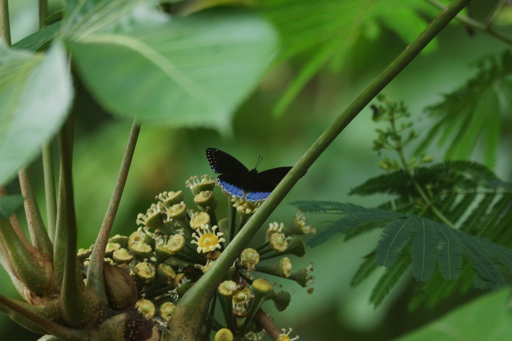 Stibochiona coresia from Bogor, West Java, Indonesia on September 25 ...