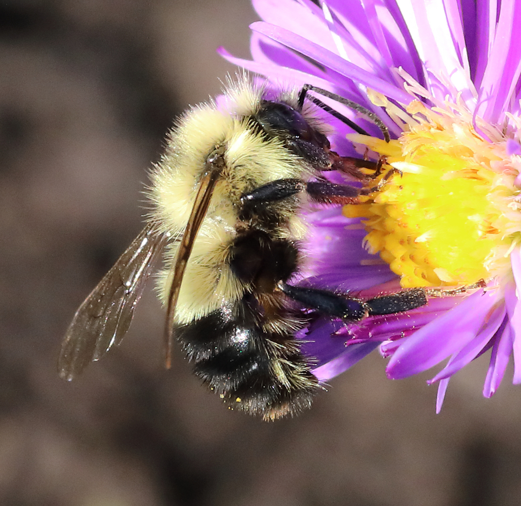 Half-black Bumble Bee from Garibaldi HIghlands BC on September 24, 2021 ...