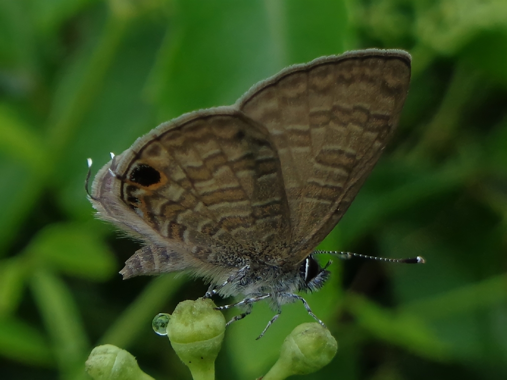 Common Line Blue from แขวง ท่าข้าม เขตบางขุนเทียน กรุงเทพมหานคร ประเทศ ...