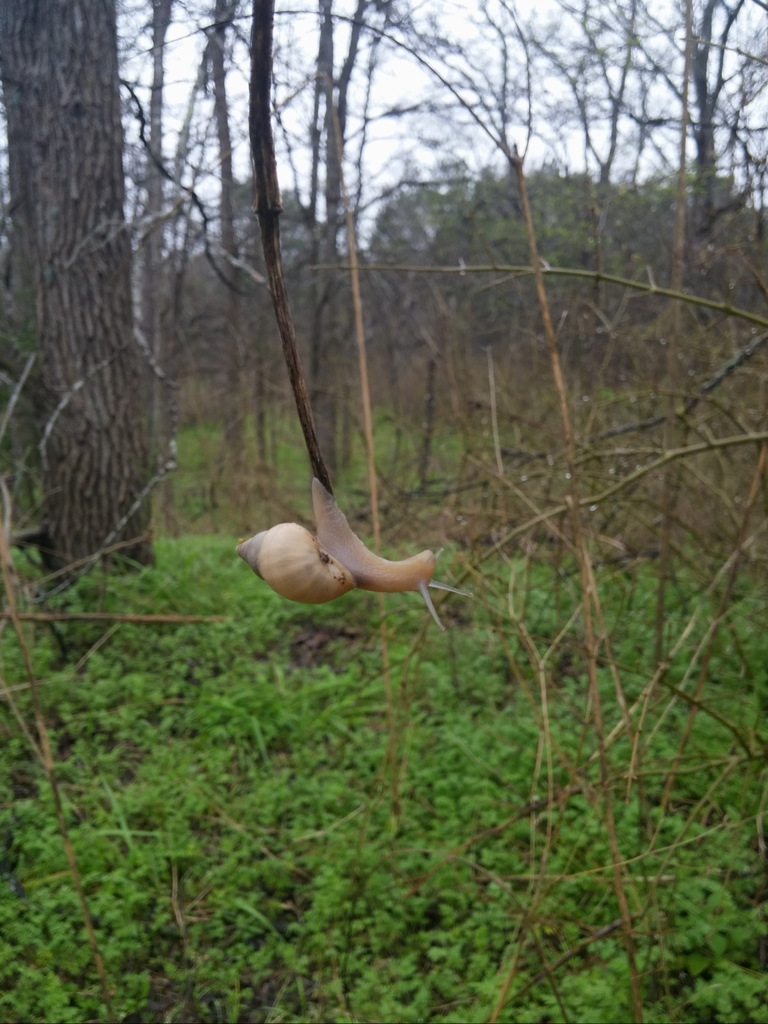 prairie rabdotus (Terrestrial Mollusks of Alabama) · iNaturalist