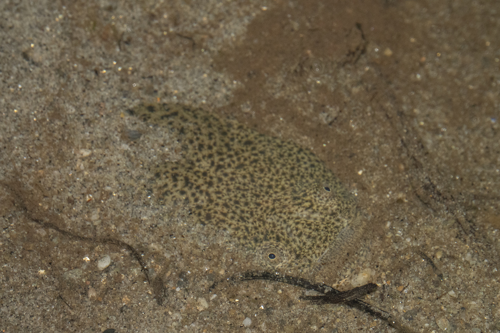 Estuary Stargazer from Punakaiki, New Zealand on September 24, 2021 at ...